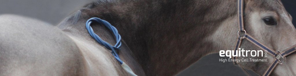 Mobile-EquiTherapie mit equitron-pro - Wir scannen und behandeln Ihr ...