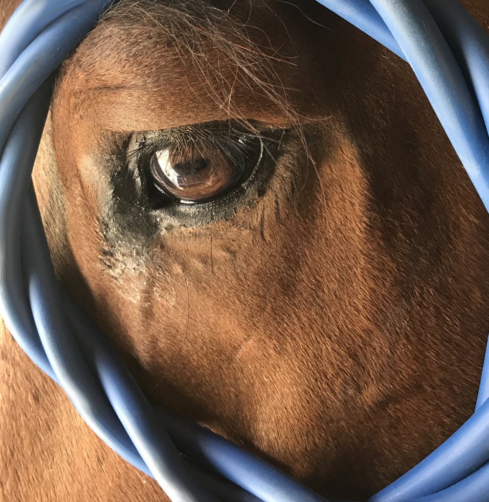 Mobile-EquiTherapie mit equitron-pro - Wir scannen und behandeln Ihr ...