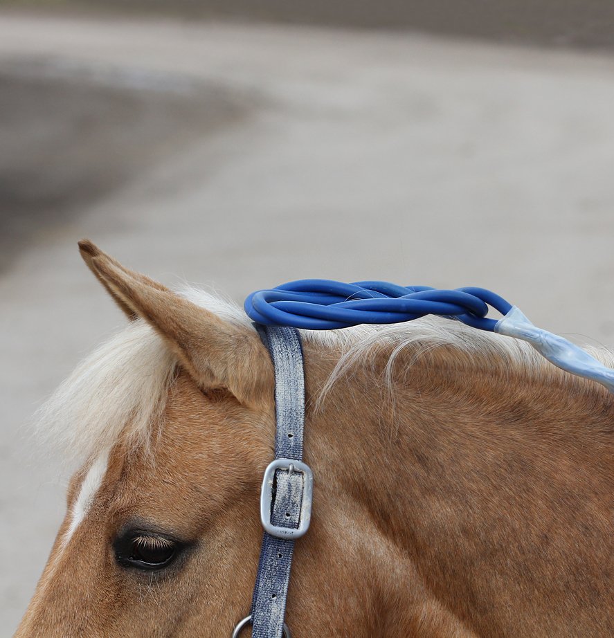 Mobile-EquiTherapie mit equitron-pro - Wir scannen und behandeln Ihr ...