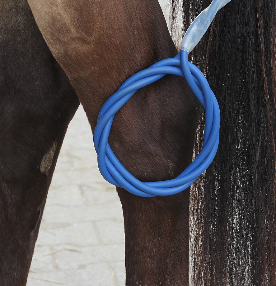 Mobile-EquiTherapie mit equitron-pro - Wir scannen und behandeln Ihr ...