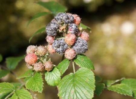 Mysore raspberry, rubus niveus/plants for sale.