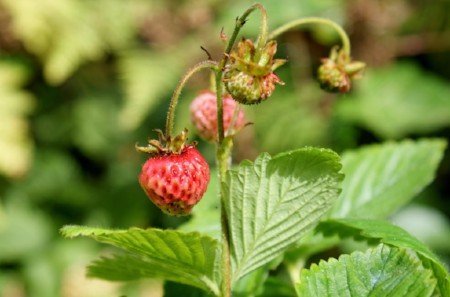Musk strawberry, fragaria moschata/plants for sale.