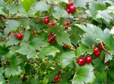 Alpine currant, ribes alpinum/plants for sale.