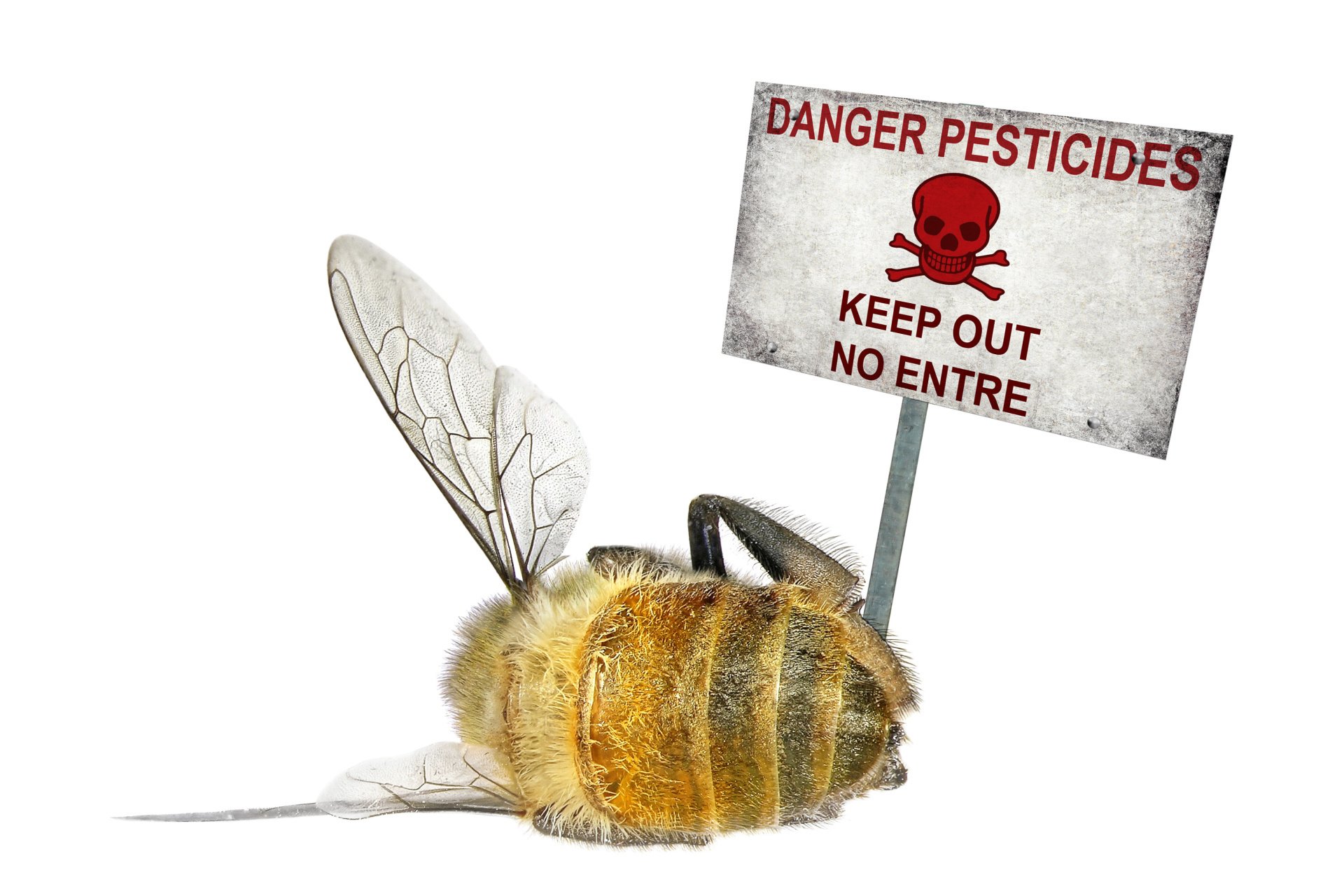 Pestizide töten Bienen