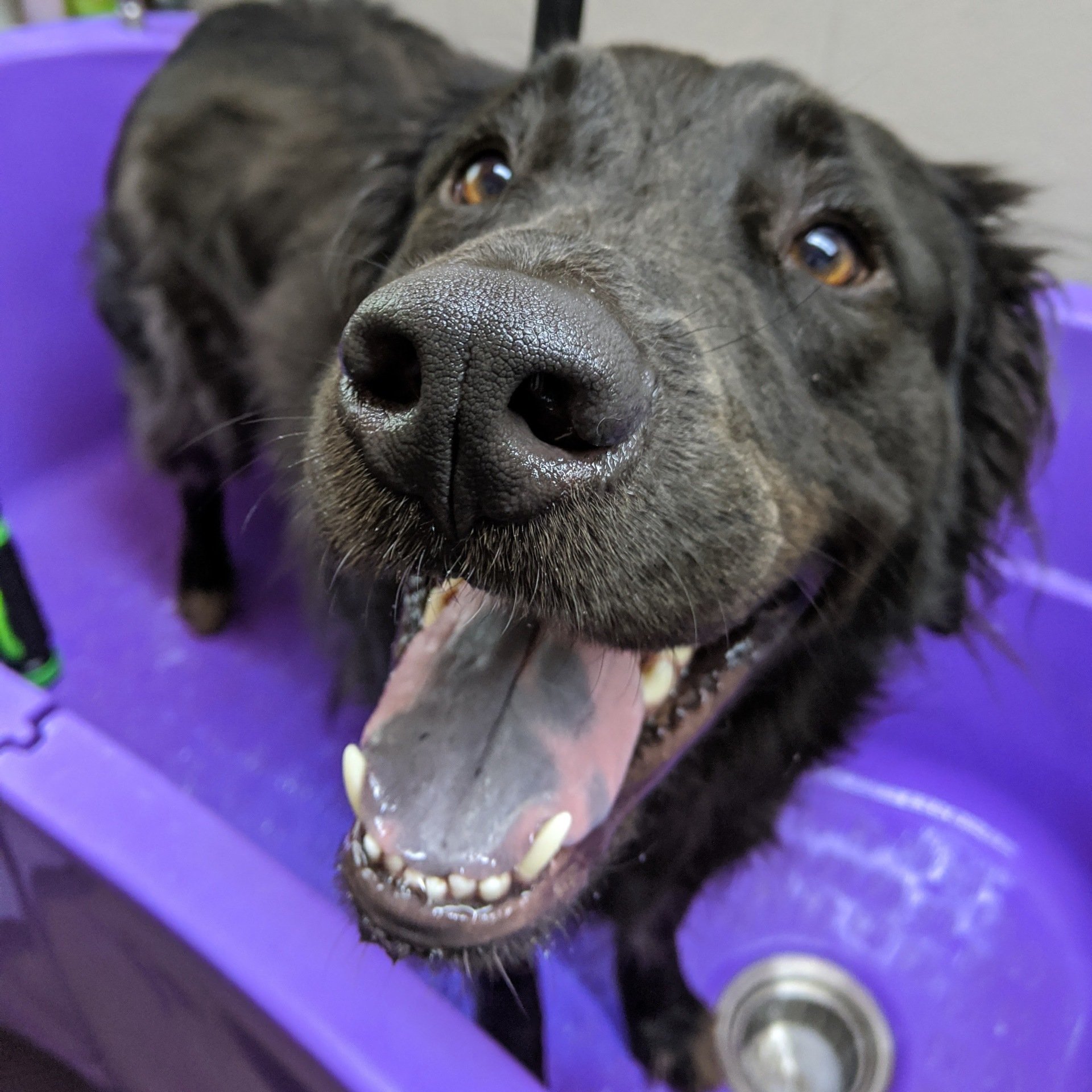 Doggie Spa - The best vacation for your dog!