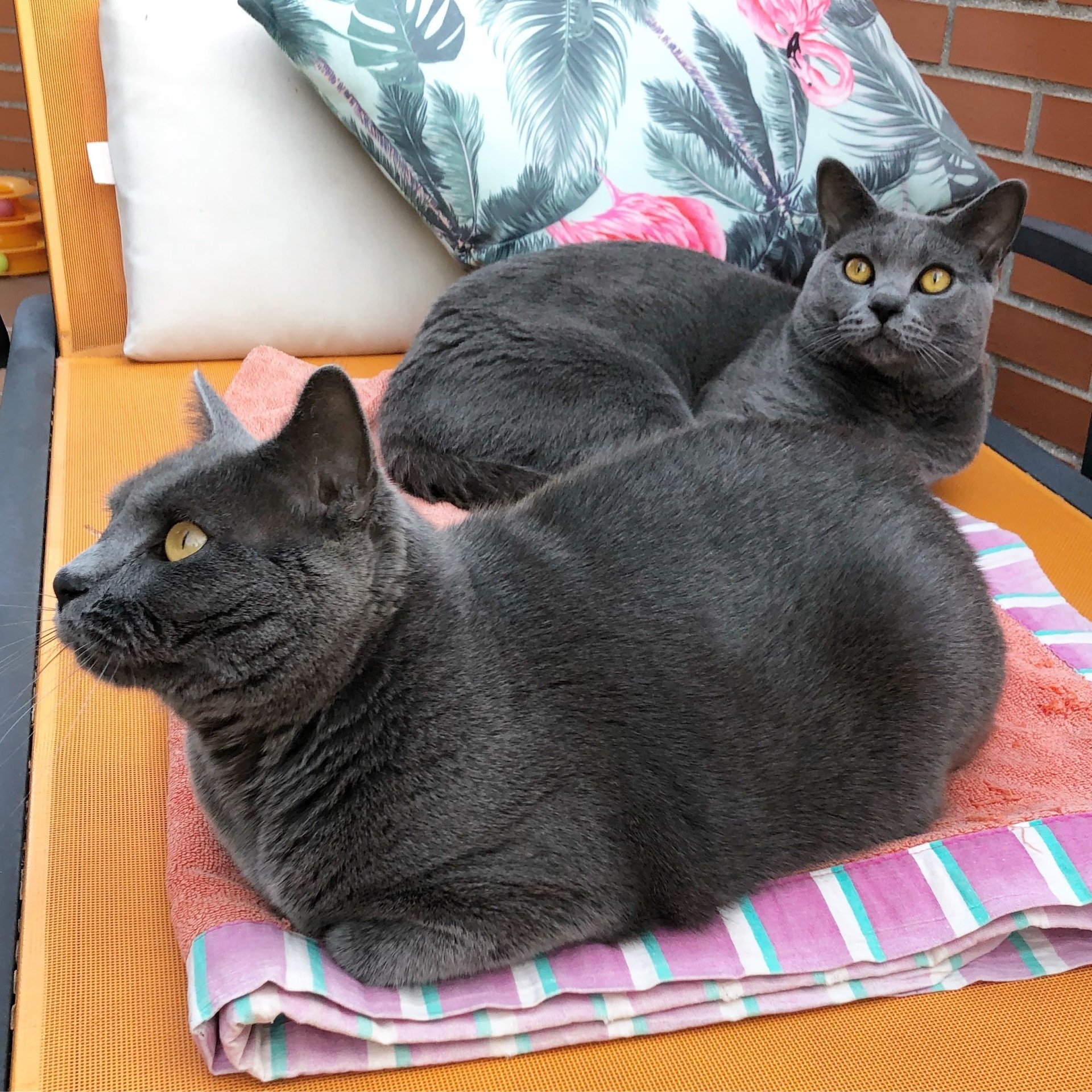 Fotos de Nuestros Gatos Chartreux o Cartujos