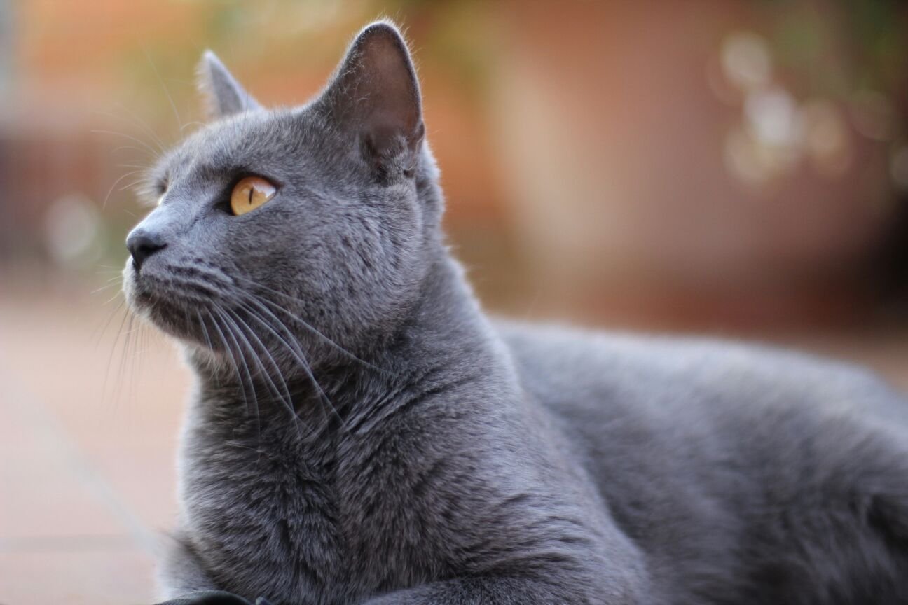 Fotos de Nuestros Gatos Chartreux o Cartujos