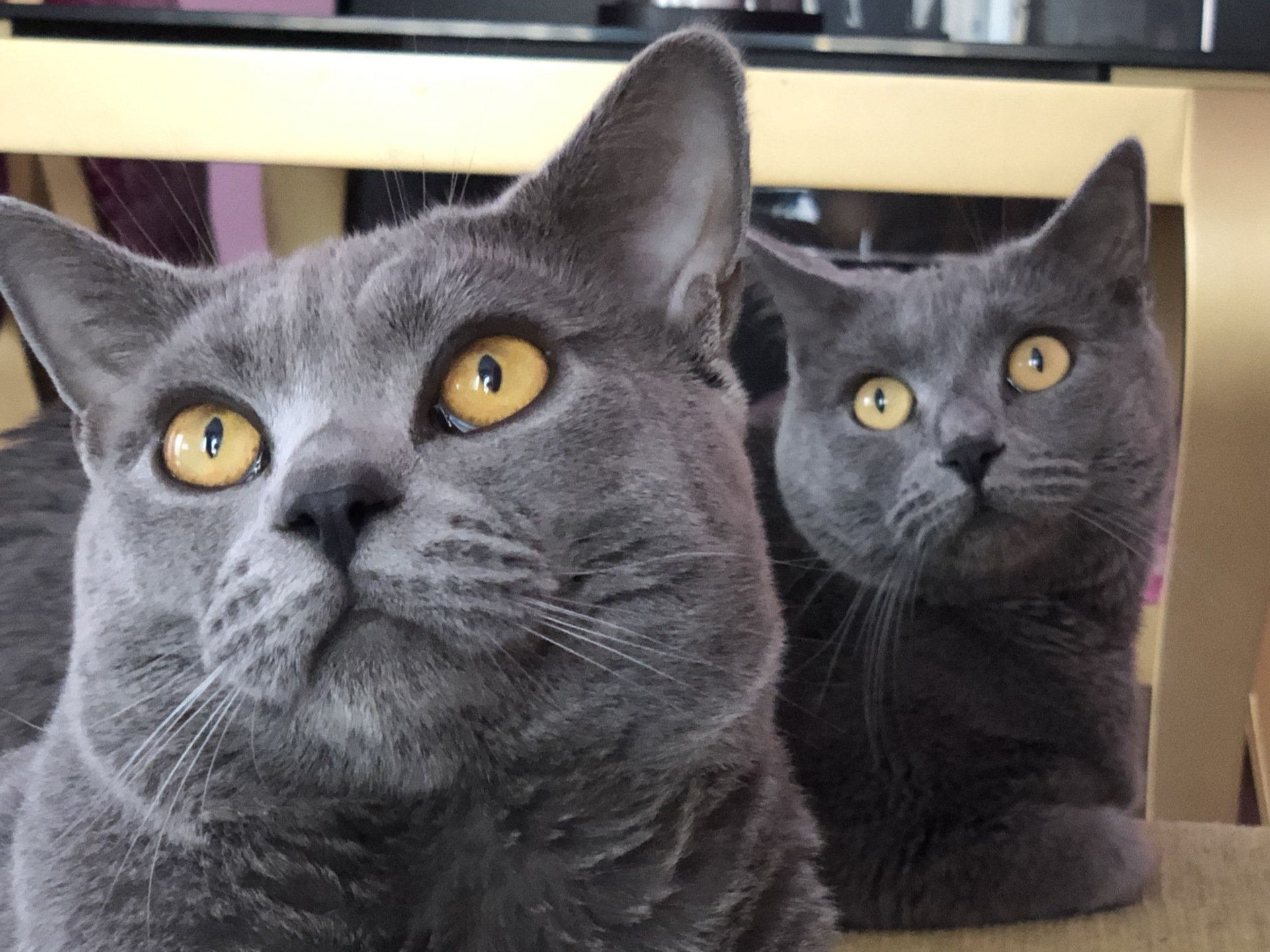 Fotos de Nuestros Gatos Chartreux o Cartujos