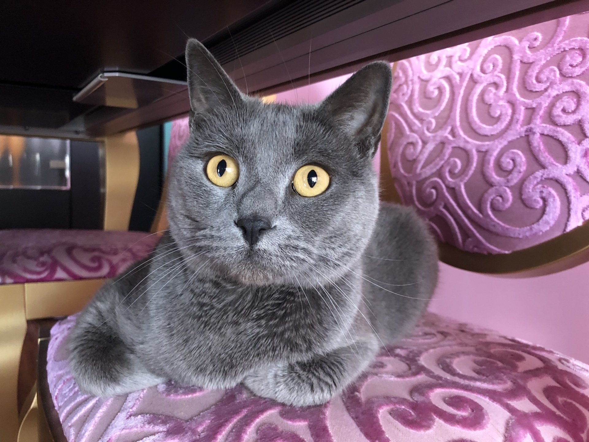 Fotos de Nuestros Gatos Chartreux o Cartujos