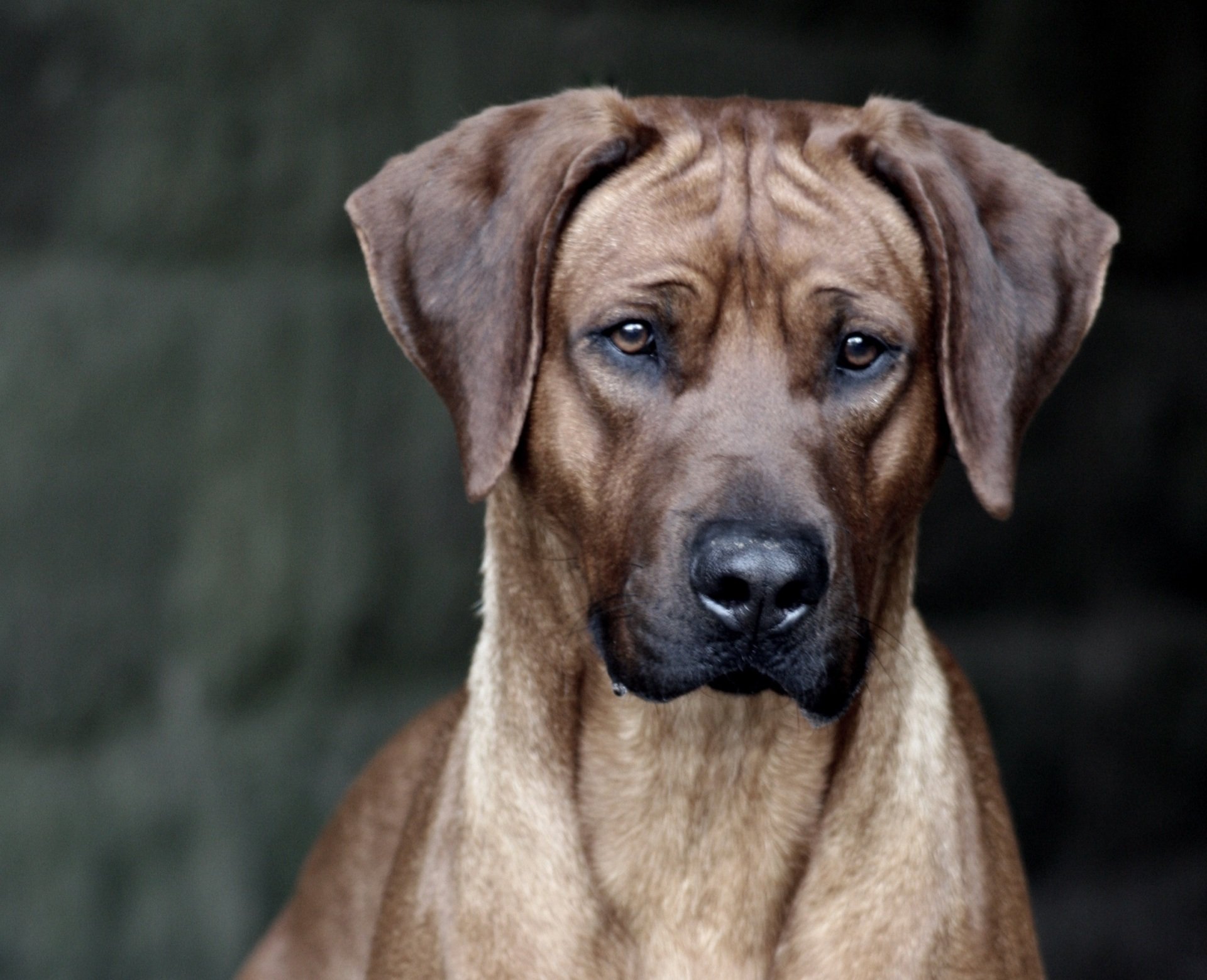 Rhodesian Ridgeback - Tolle Fotos und Impressionen