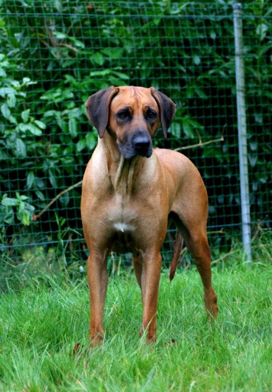 Rhodesian Ridgeback - Tolle Fotos und Impressionen