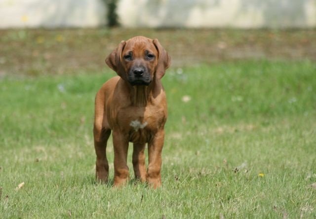 Rhodesian Ridgeback Zucht - Kennel "von Müller's Wonda