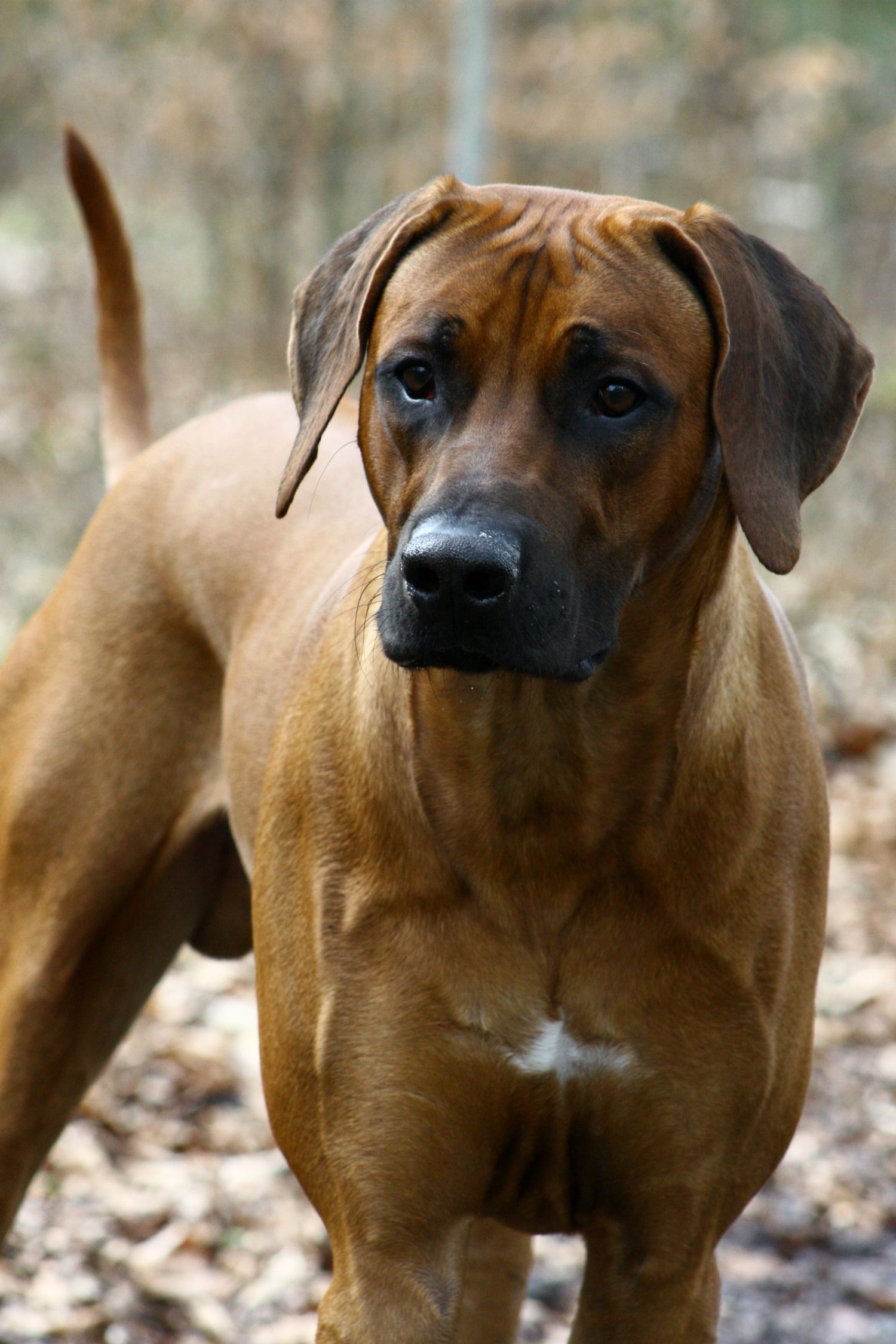 Alle Informationen zu unseren Rhodesian Ridgeback Hündinnen