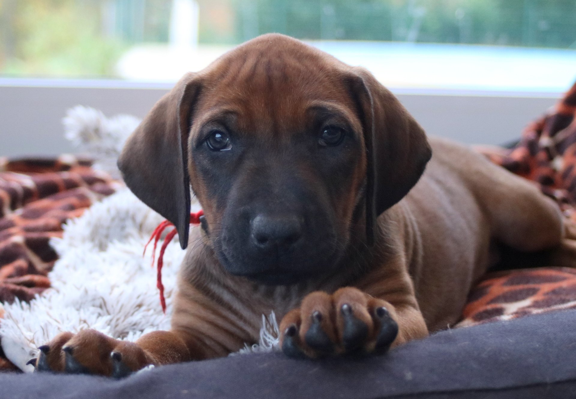 Rhodesian Ridgeback Zucht - Kennel "von Müller's Wonda