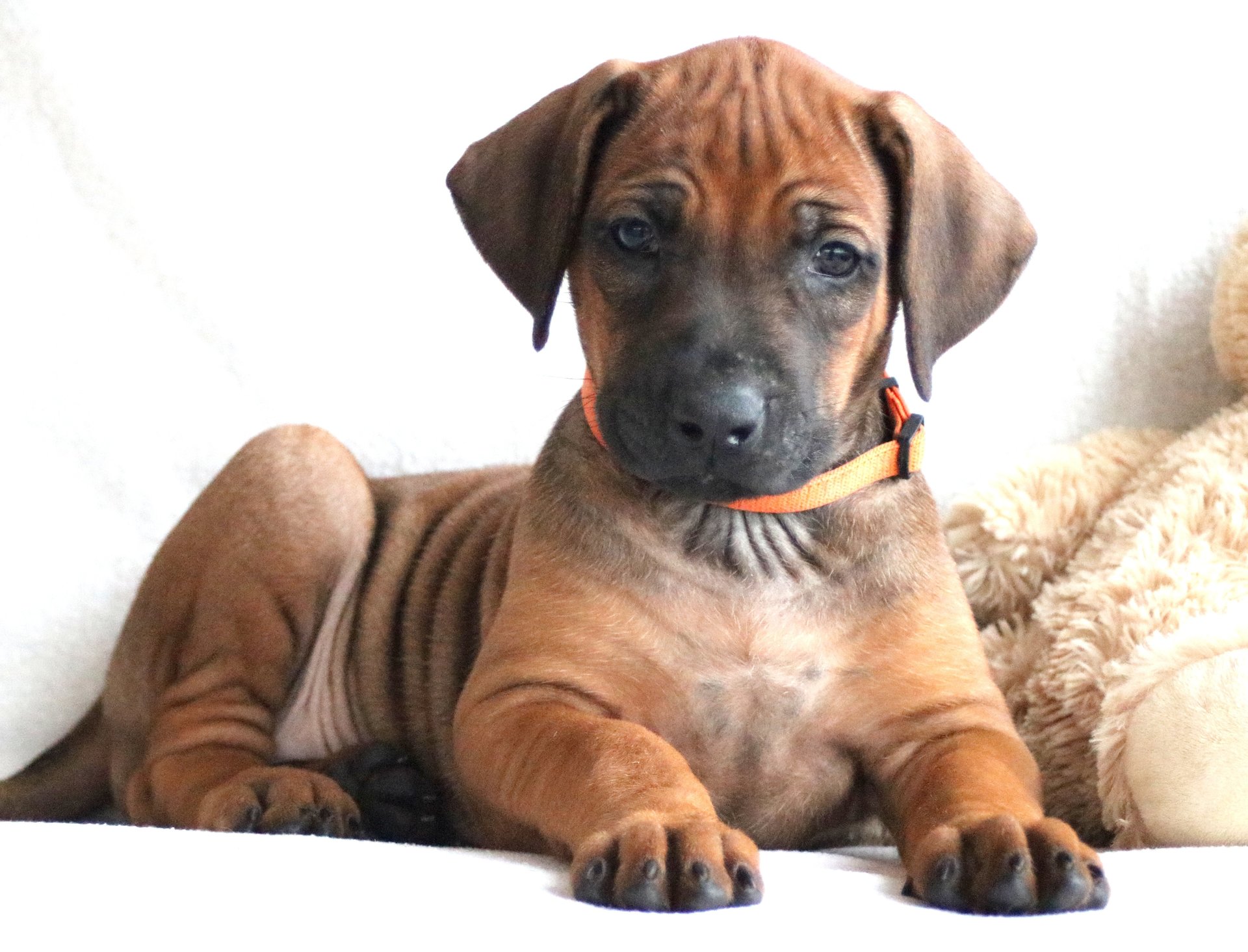 Rhodesian Ridgeback Zucht - Kennel "von Müller's Wonda