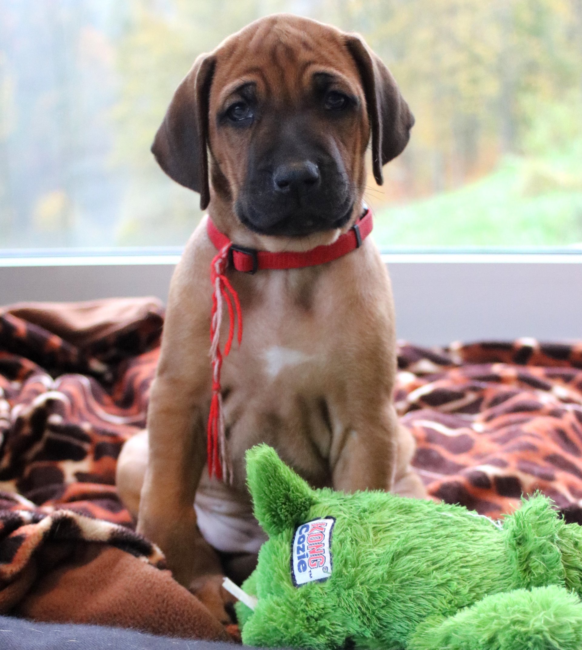 Rhodesian Ridgeback Zucht - Kennel "von Müller's Wonda