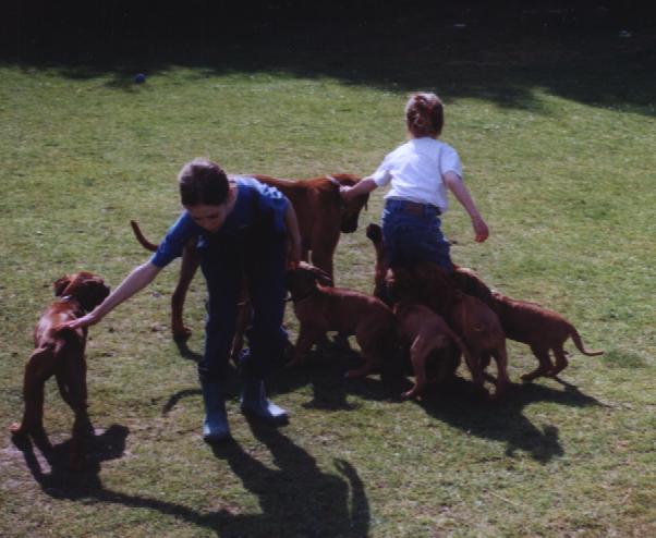 Rhodesian Ridgeback - Tolle Fotos und Impressionen
