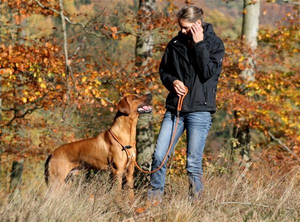 Rhodesian Ridgeback - Tolle Fotos und Impressionen