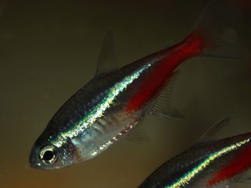 Ihr wollt einmal Neonsalmler züchten (Paracheirodon innesi)