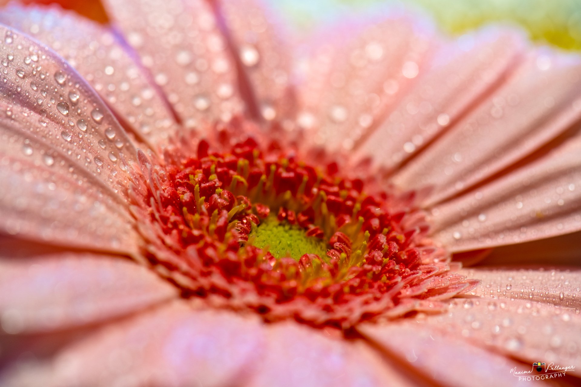 Maxime Bellanger Photographie