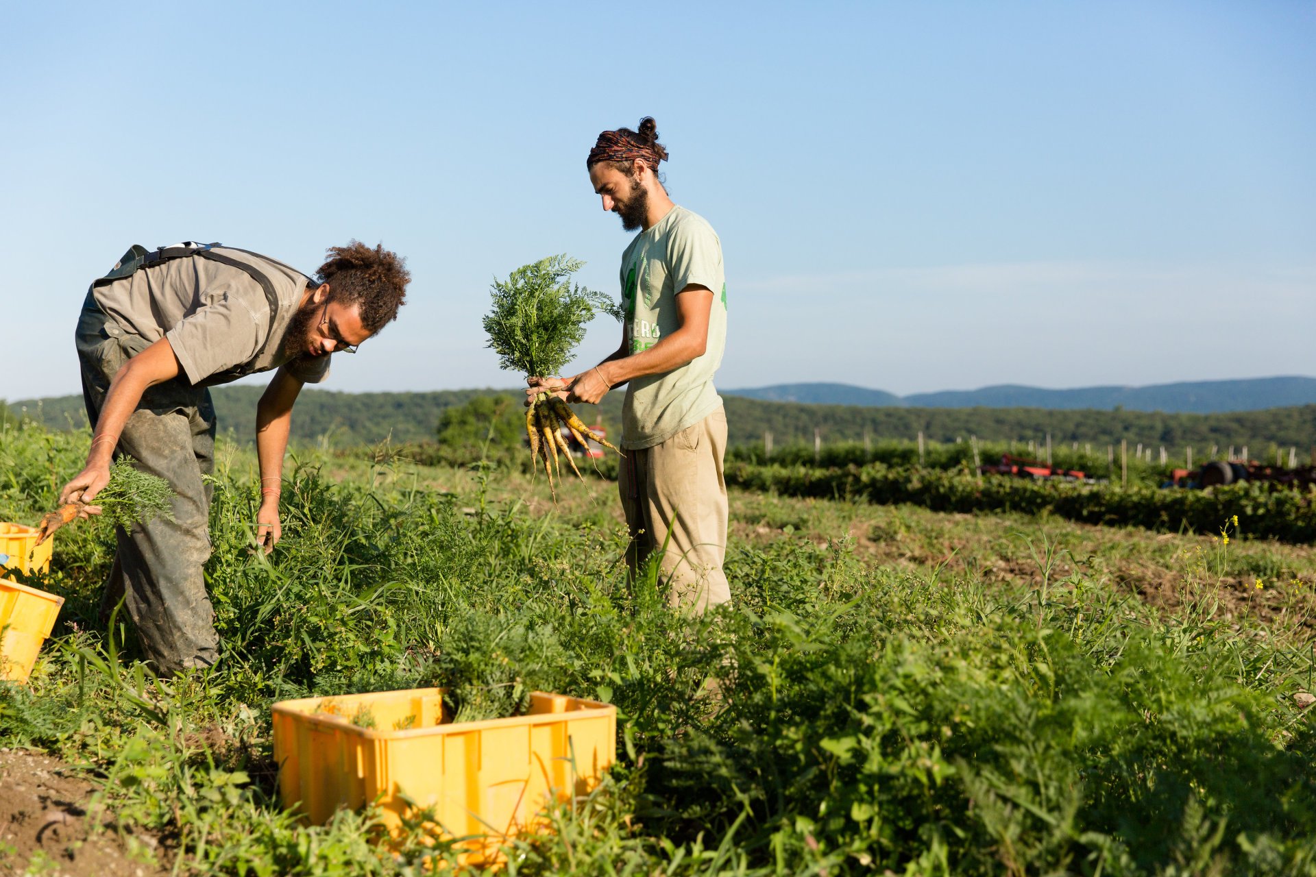 From Farm to Food Pantry