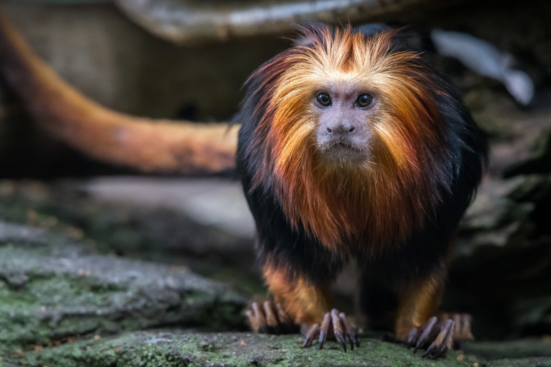 Défense: Wildlife Conservation Projects