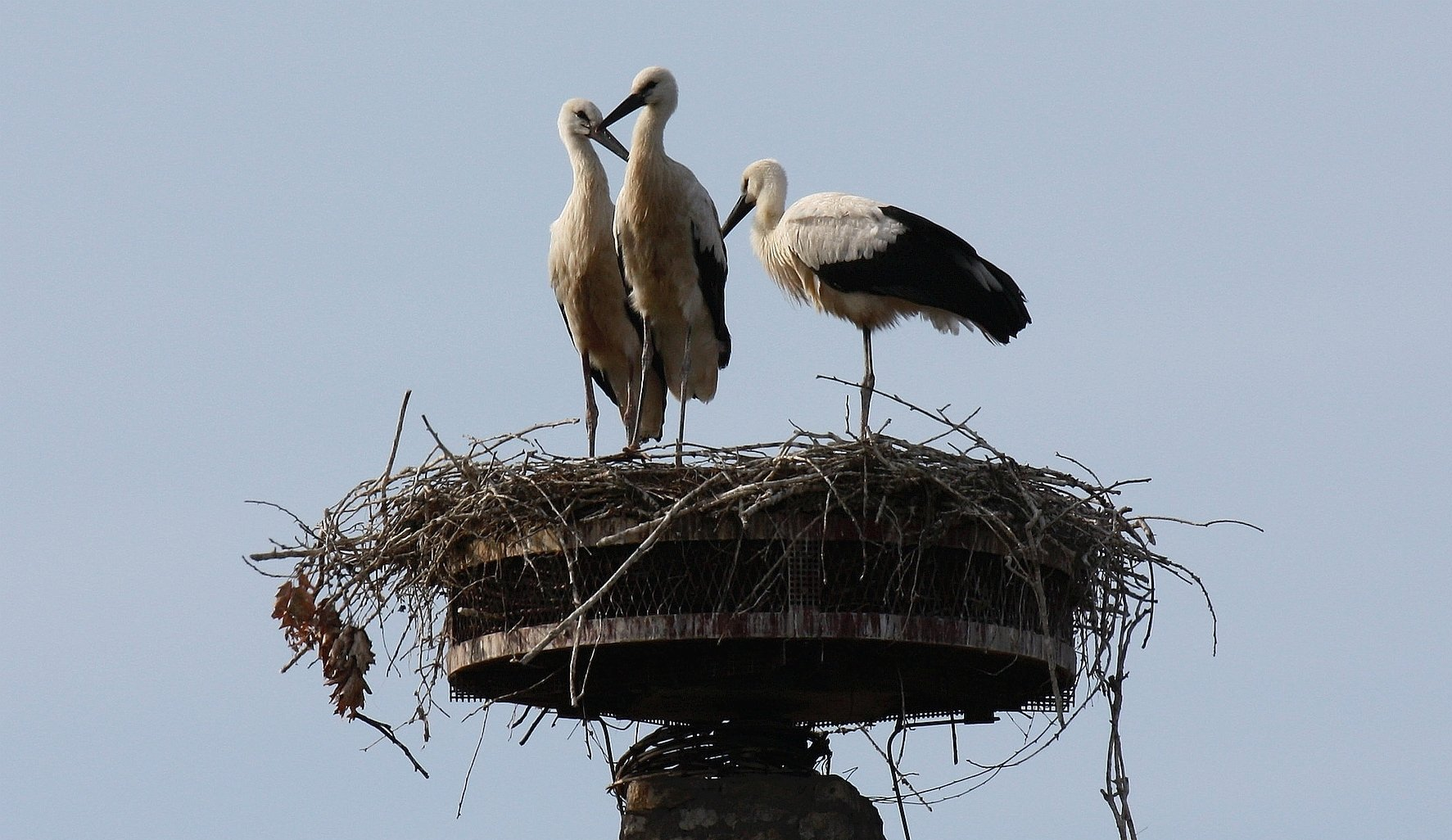 Der Storch und die Babys