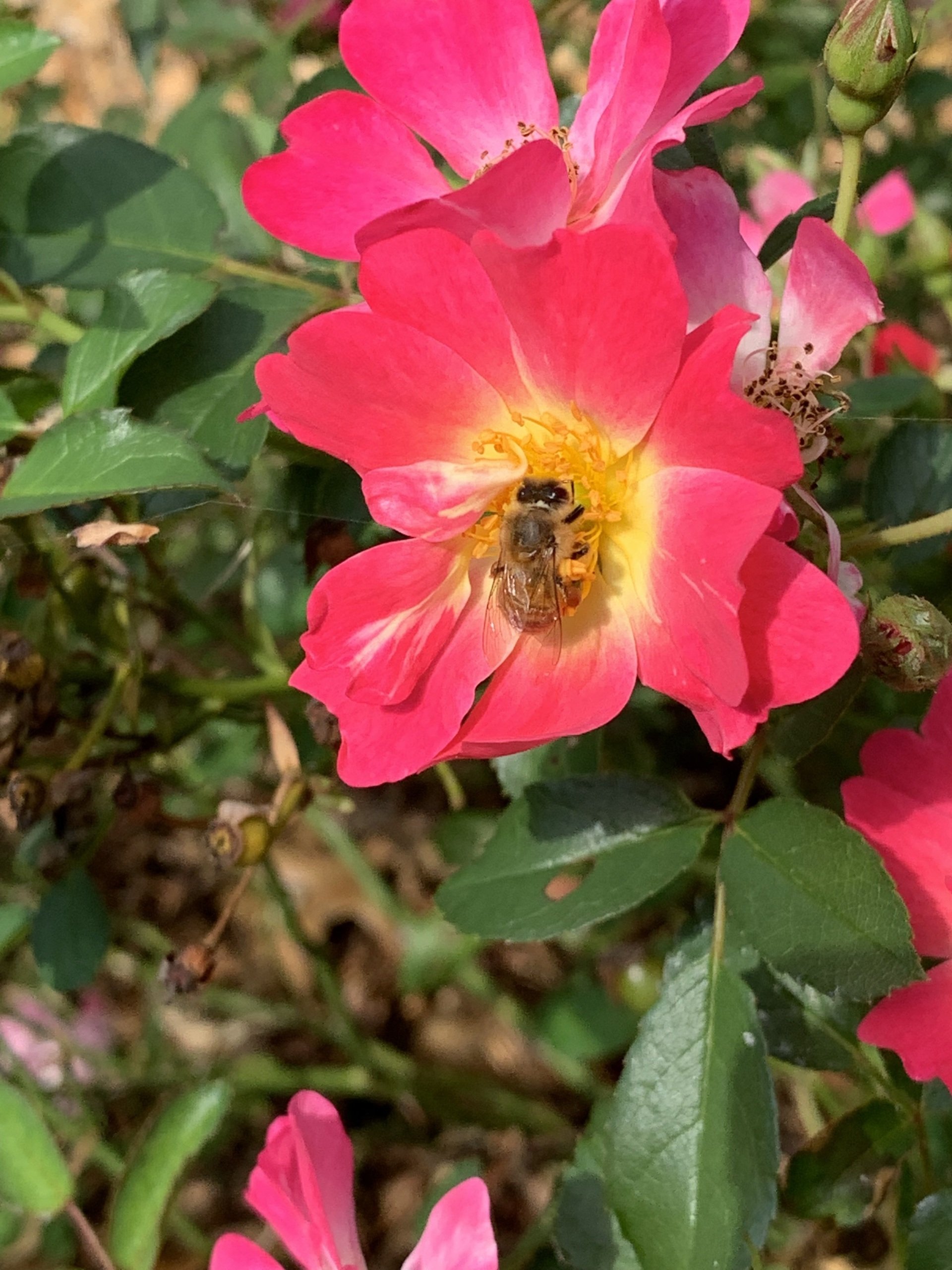 Basking Bee Farm and Apiary
