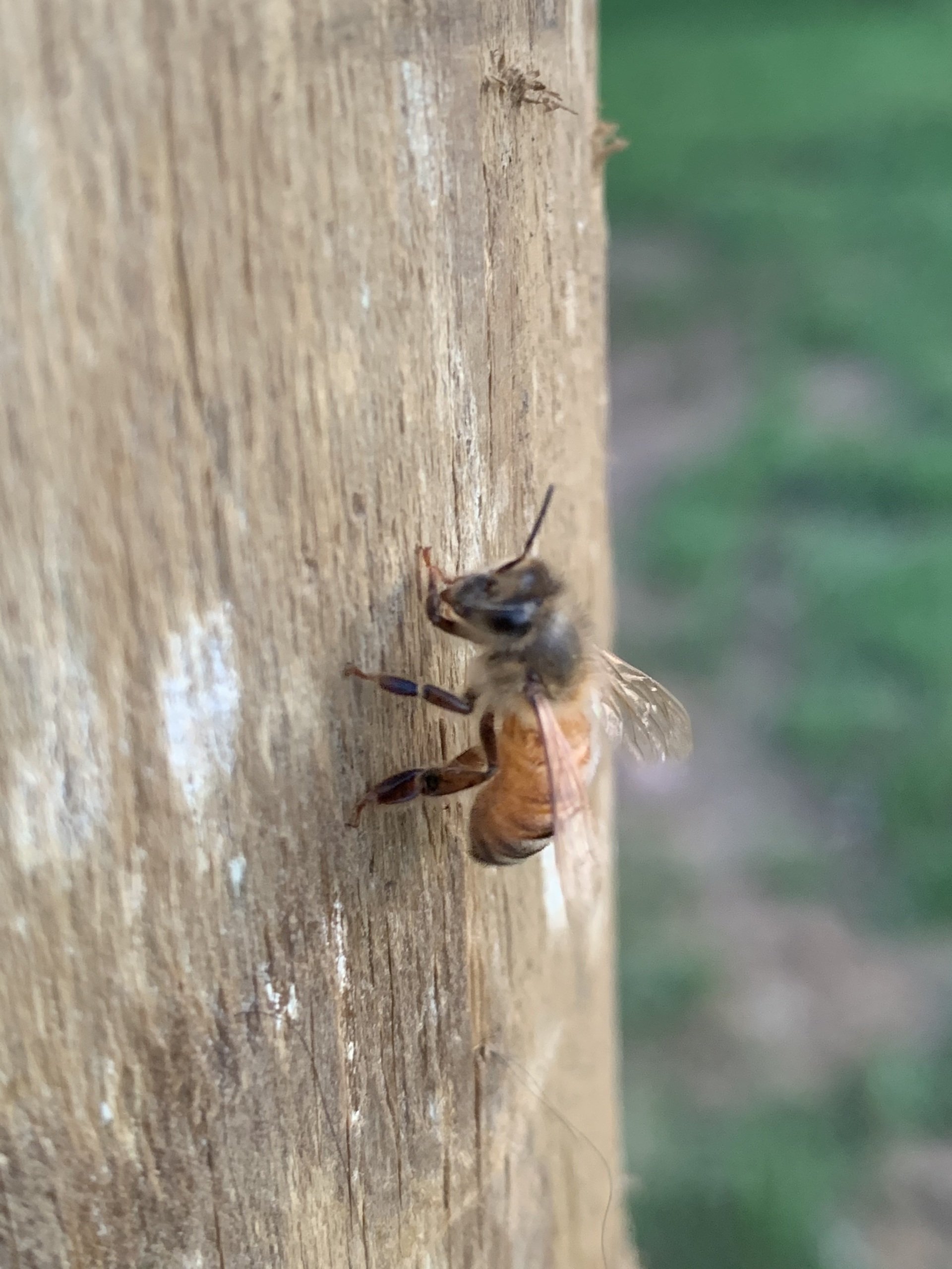 Basking Bee Farm and Apiary
