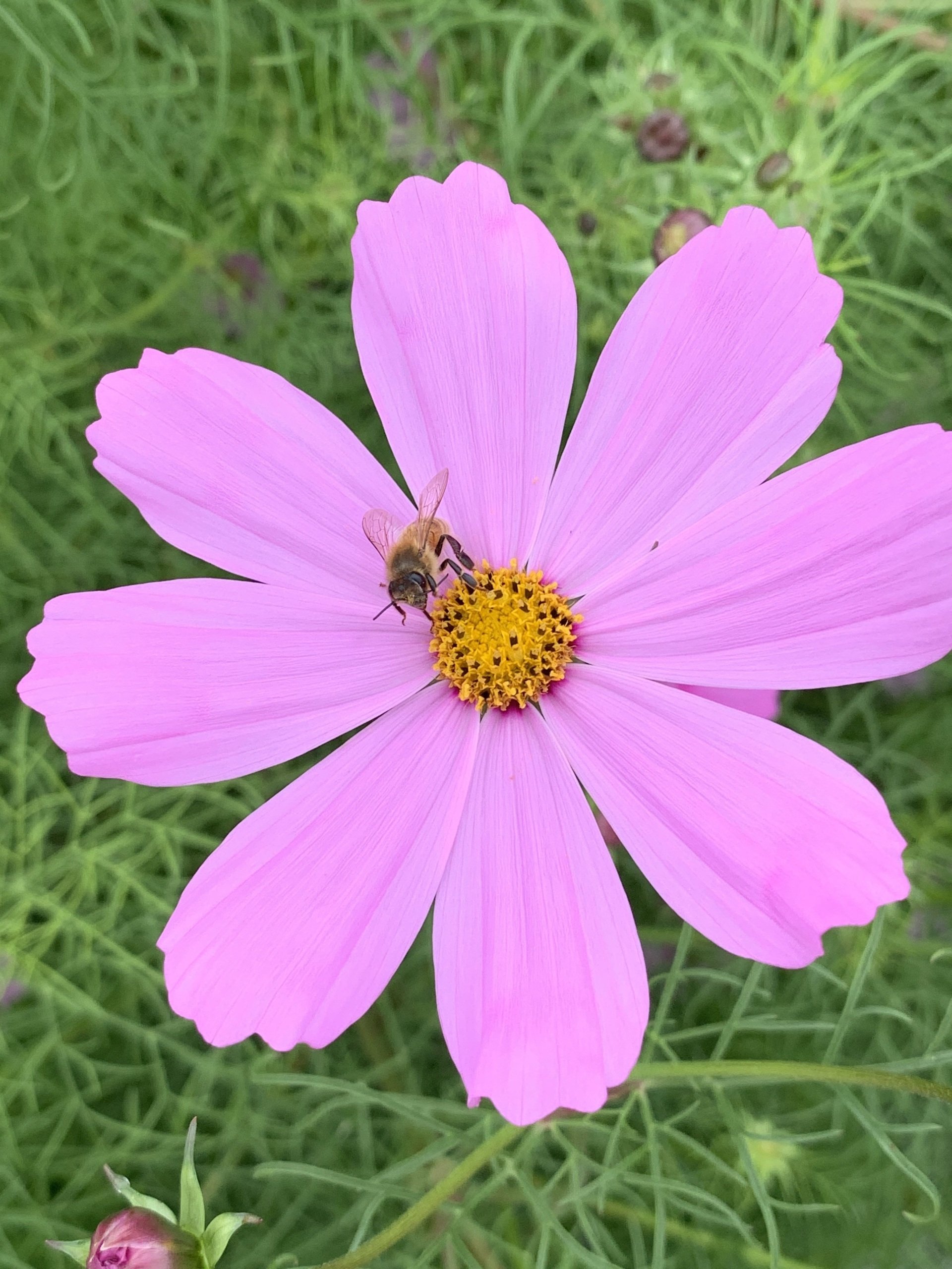 Basking Bee Farm and Apiary