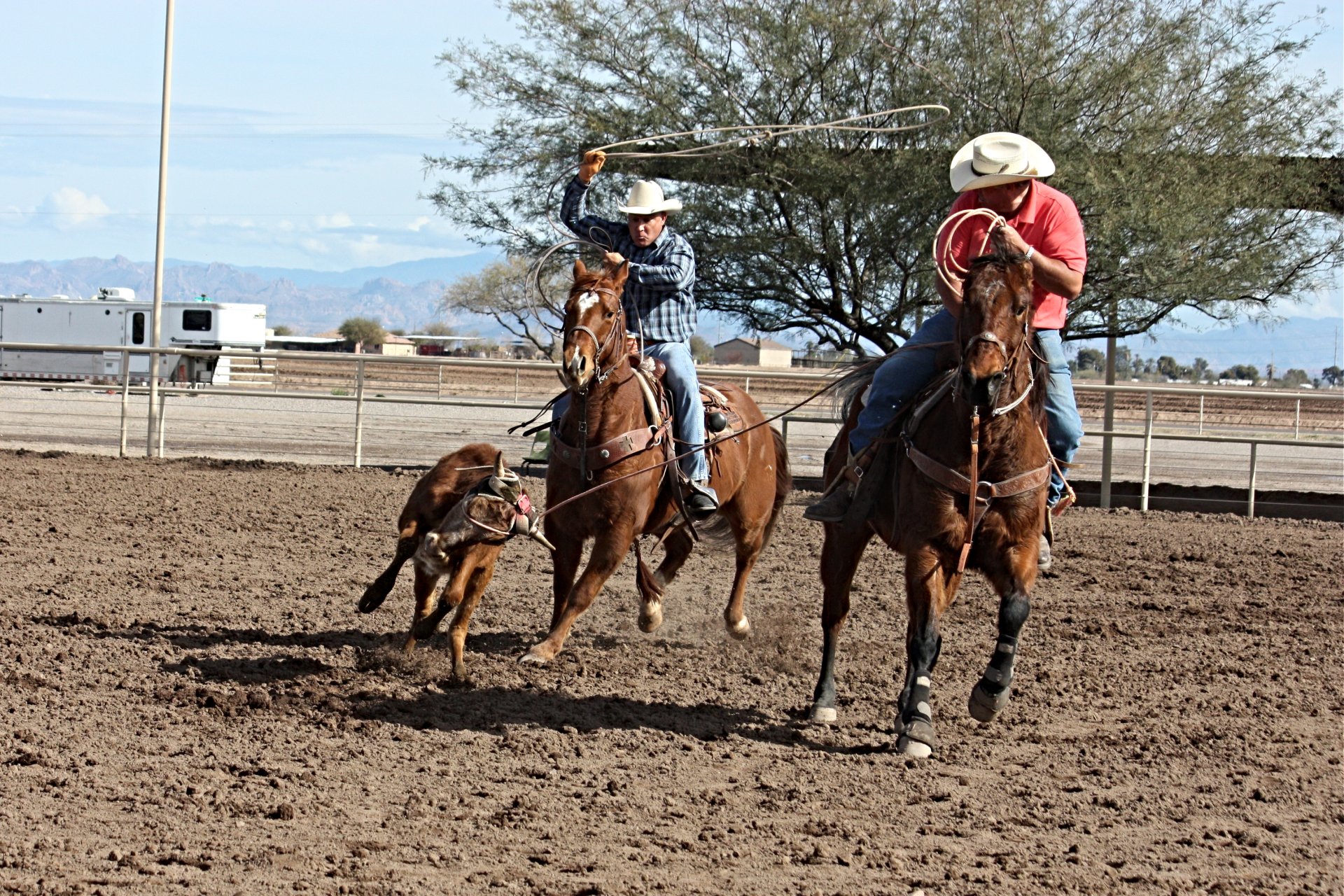 Lonestar Arizona's RV Team Roping Camp & Ranch Sorting
