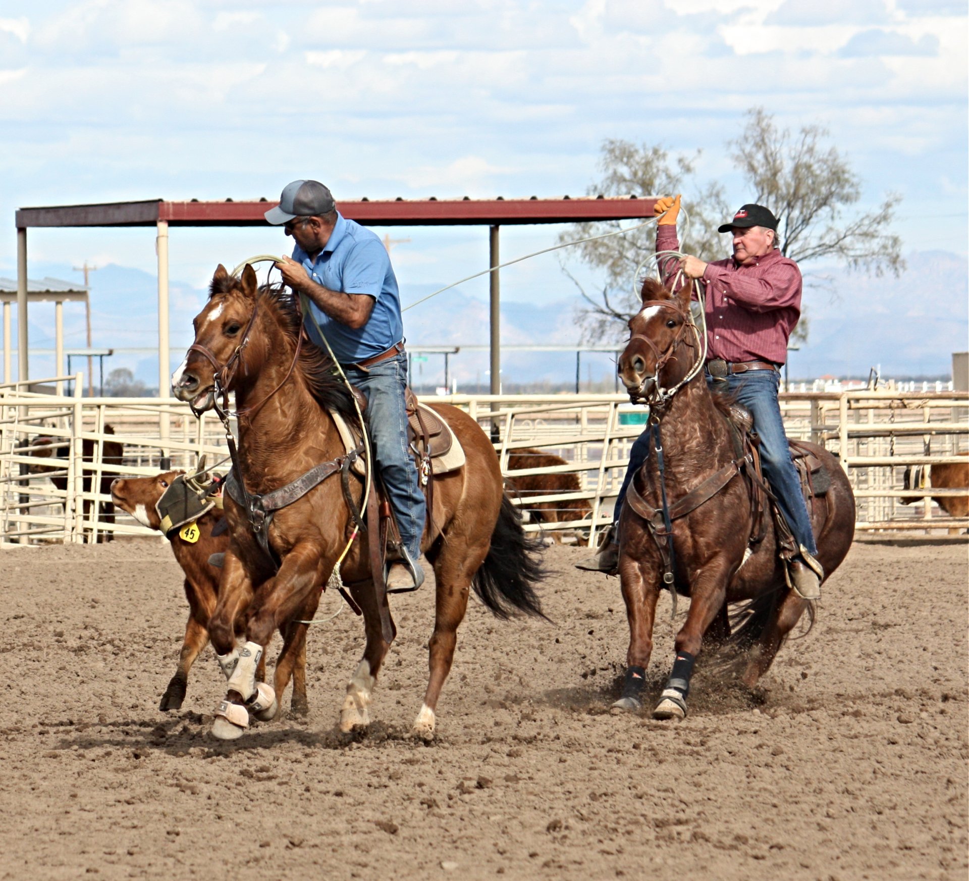 Lonestar Arizona's RV Team Roping Camp & Ranch Sorting