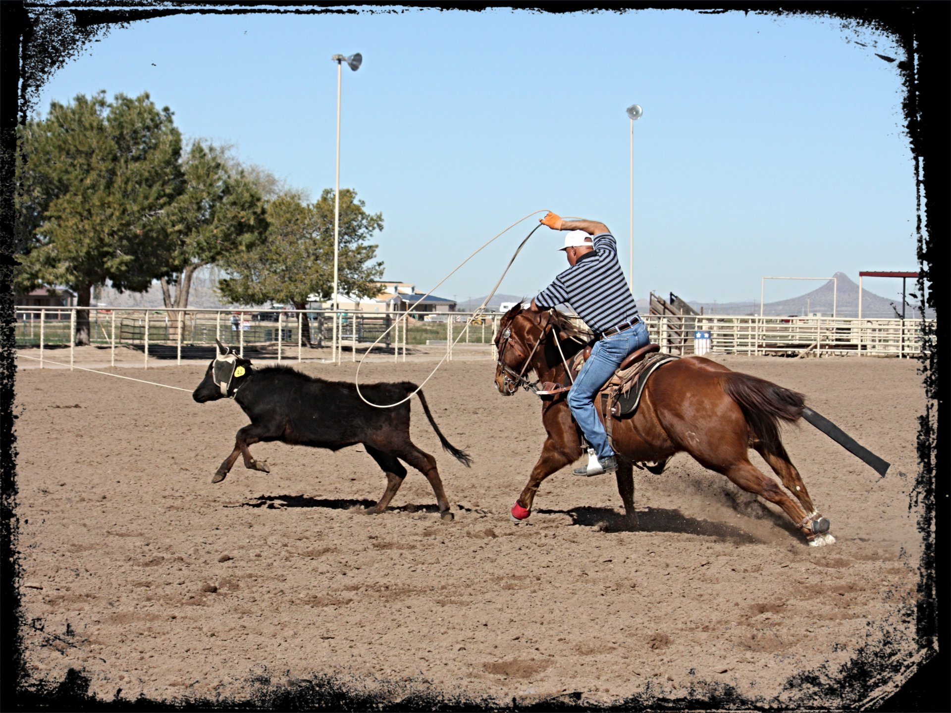 Lonestar Arizona's RV Team Roping Camp & Ranch Sorting