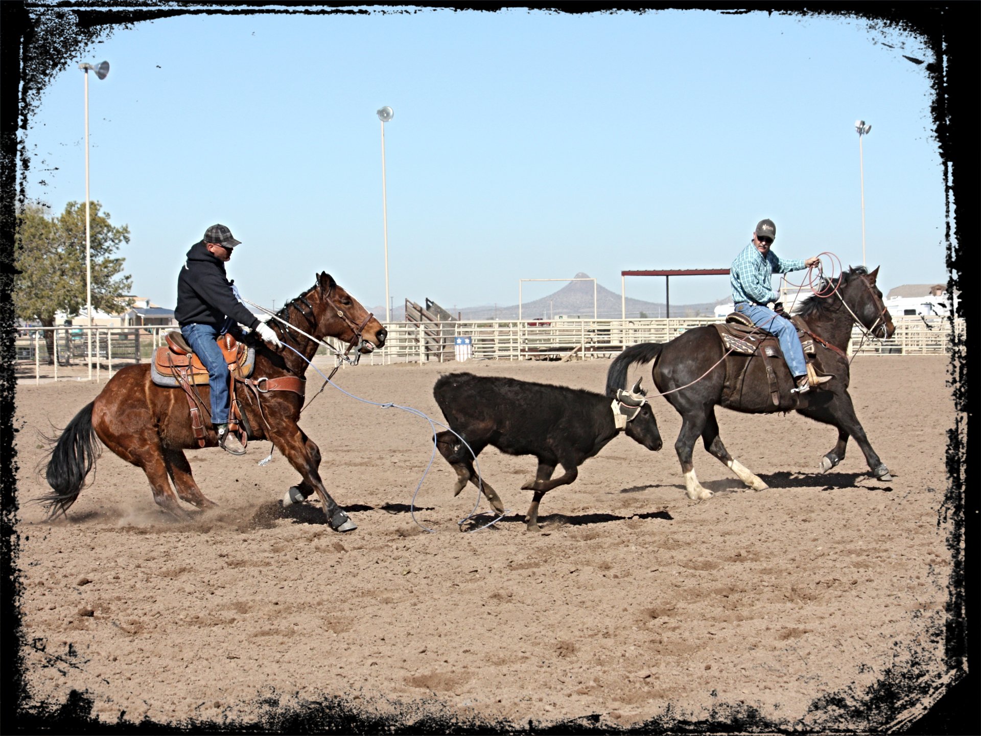 Lonestar Arizona's RV Team Roping Camp & Ranch Sorting
