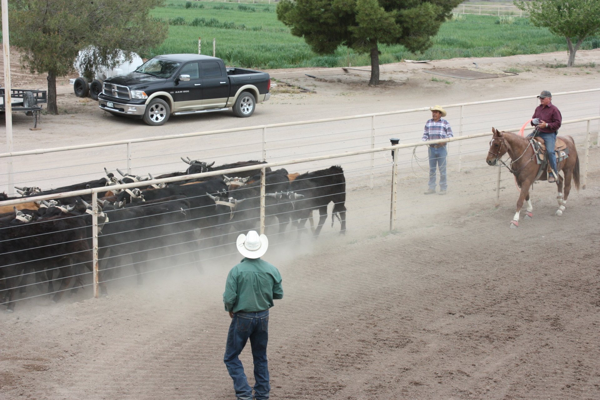 Lonestar Arizona's RV Team Roping Camp & Ranch Sorting