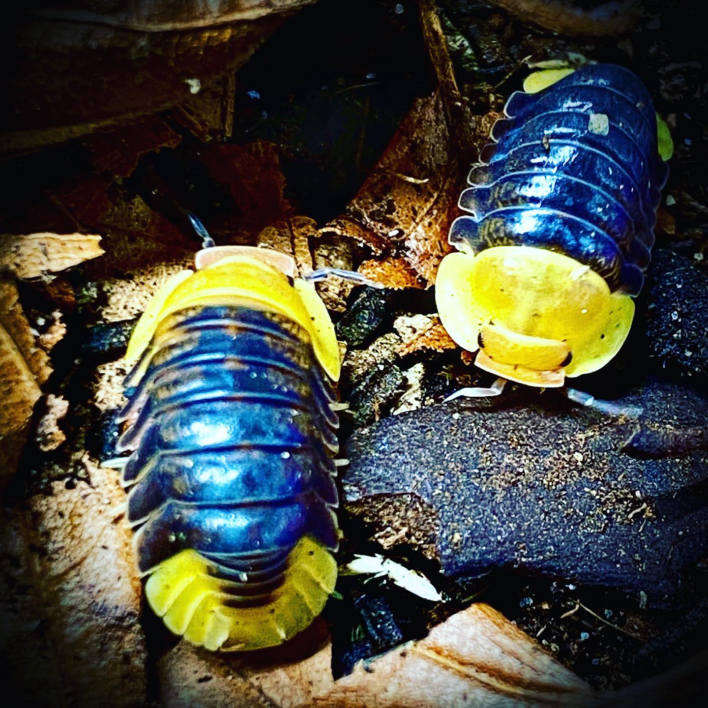 Terrariums, Plants, Supplies and Isopods UK