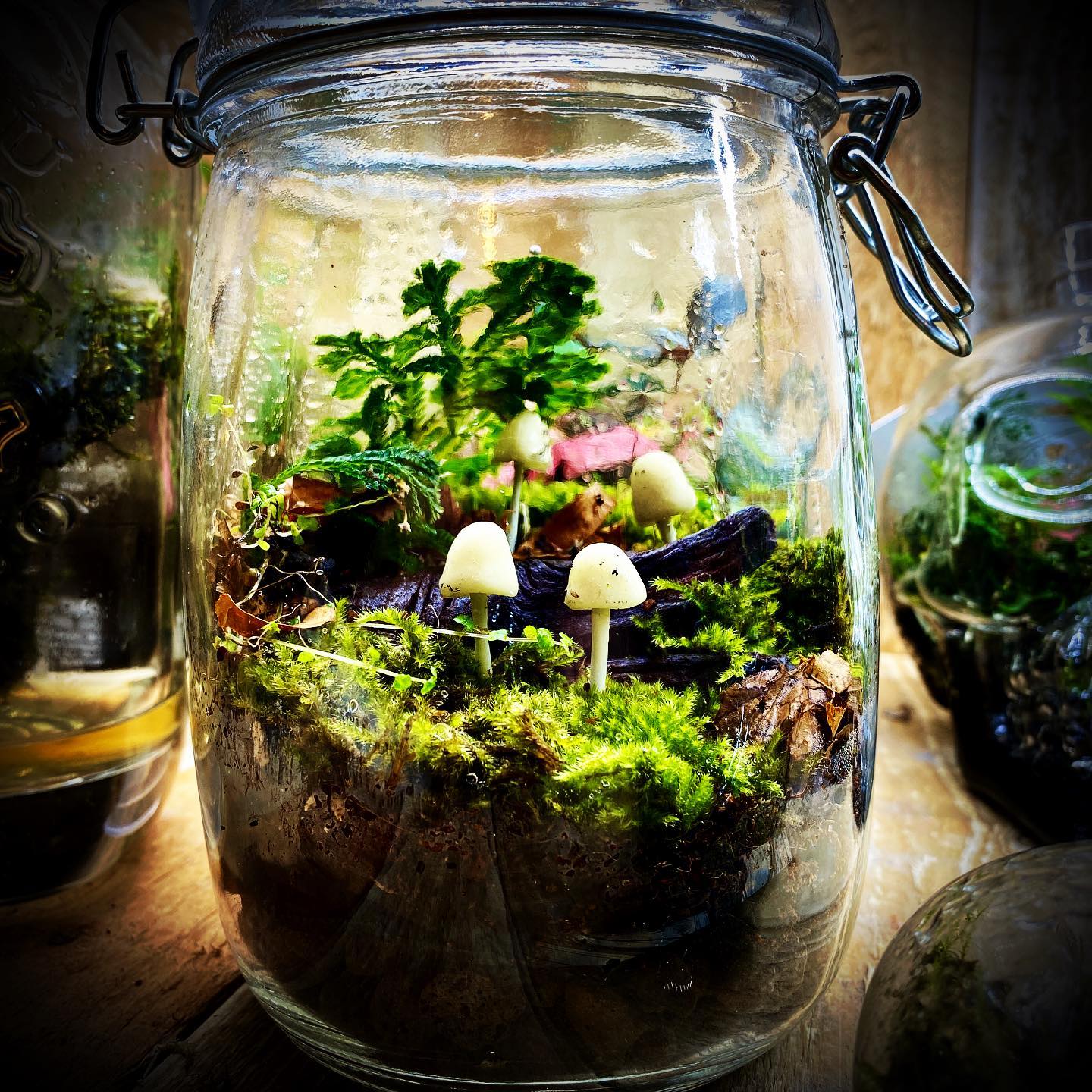 What is a Terrarium?