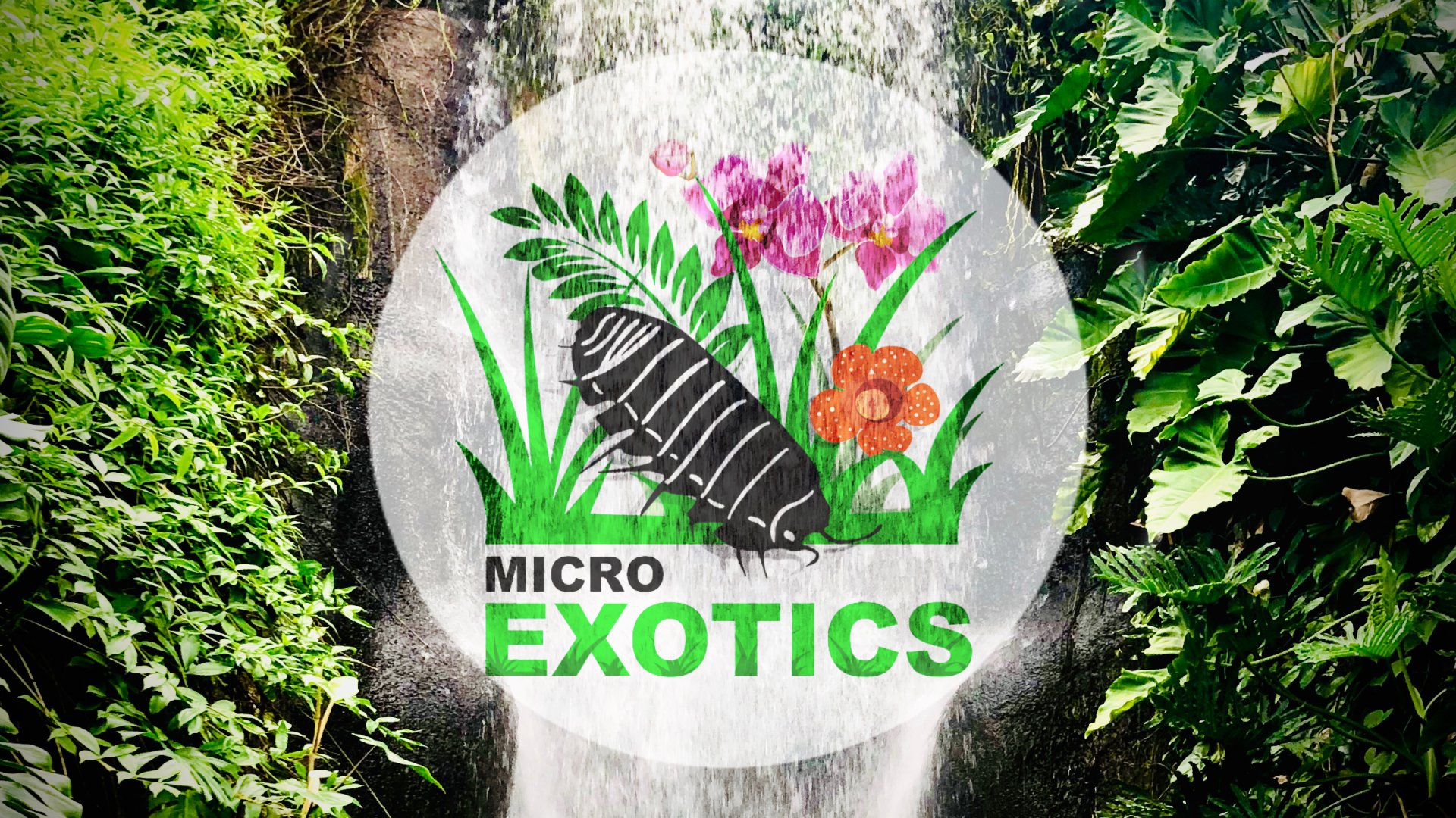 Terrariums, Plants, Supplies and Isopods UK