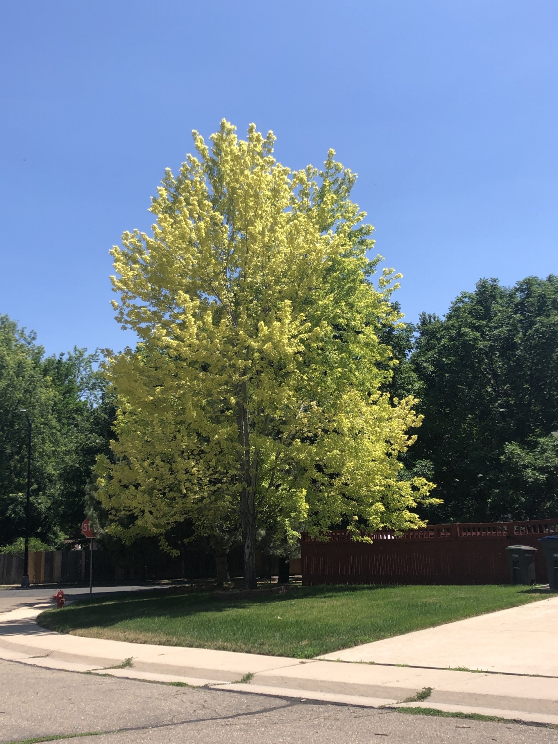Why is My Tree Yellow?