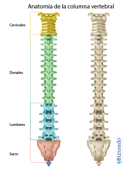 Biziondo: Especialistas en Columna Vertebral