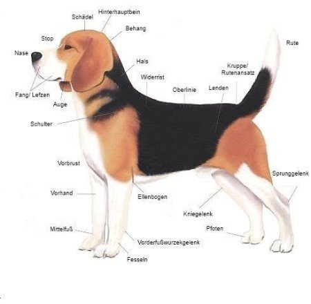 Der Beagle