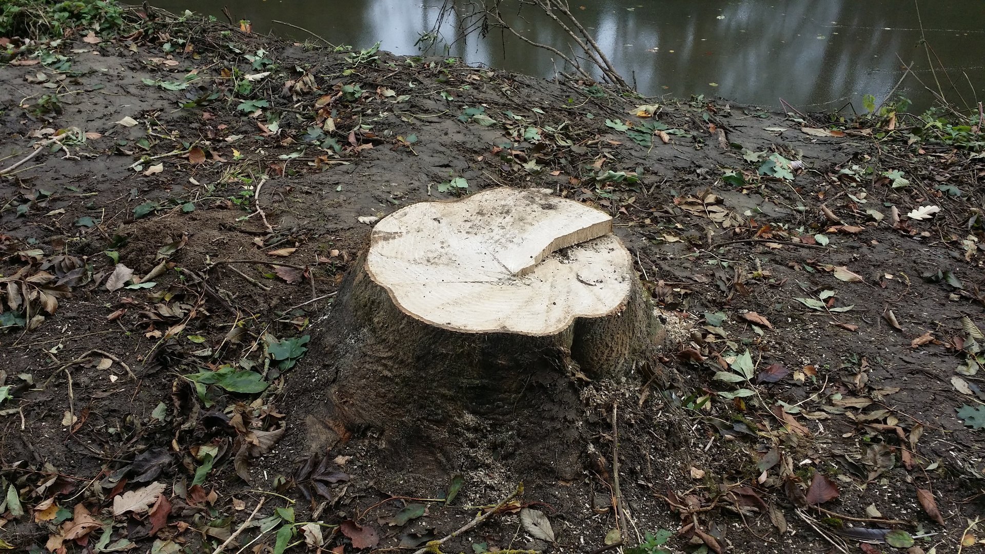 Stump Beaver - Professional Stump Grinding