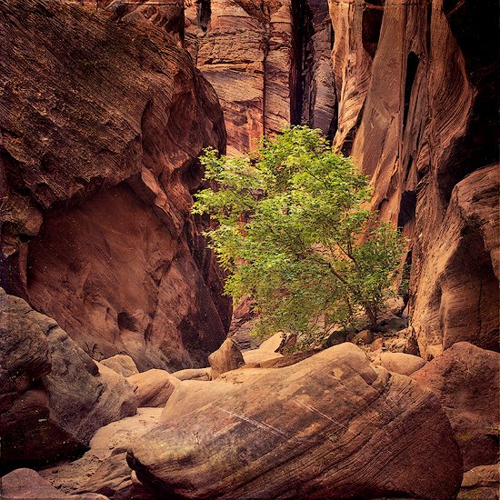 Patrick Paul Rene - Fine Art Photography