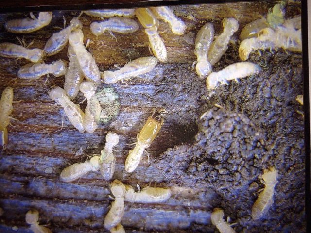 HOME [www.hinkletermite.com]