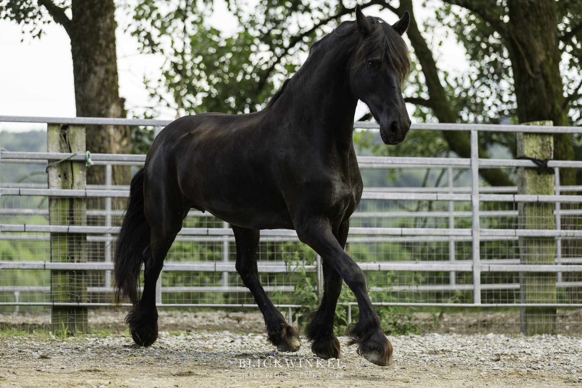 Friesenpferde vom Lindenbaum- ihr erstklassiger Zuchtstall aus Bayern