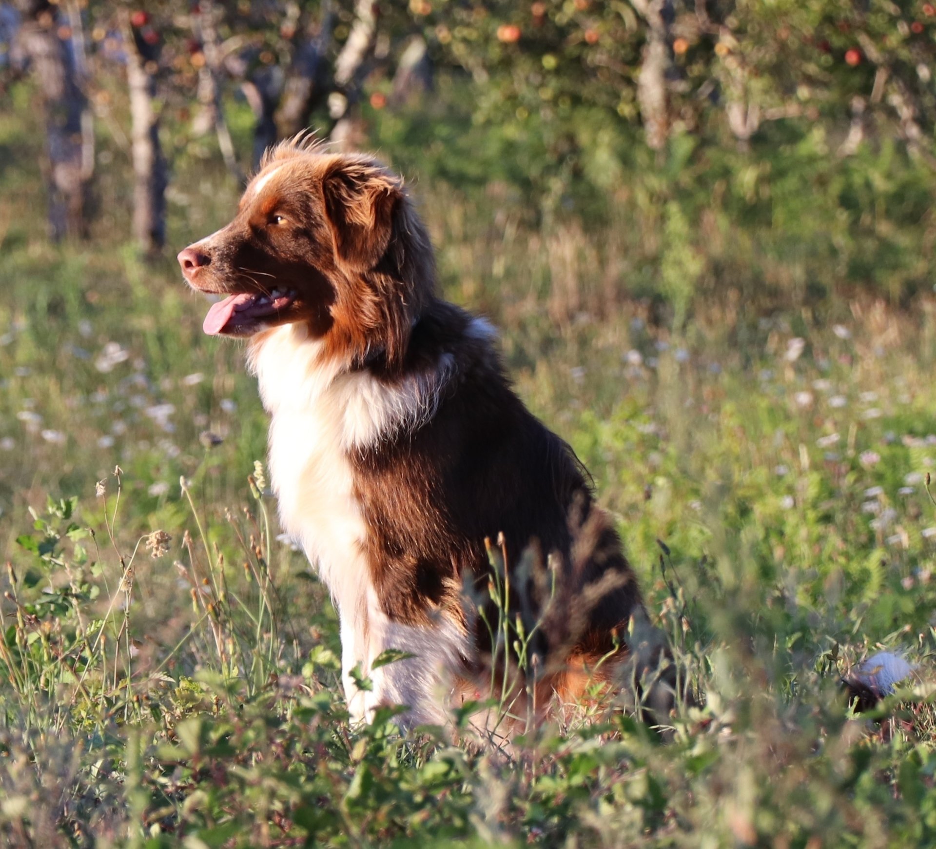 Mini Aussie Miniature Australian Shepherd Pastor Australiano Miniatura ...