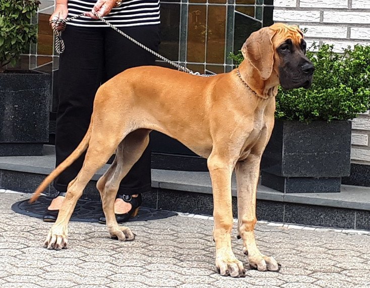 Deutsche Doggenzucht vom Metropol in gelb und gestromt, Doggen in gelb ...