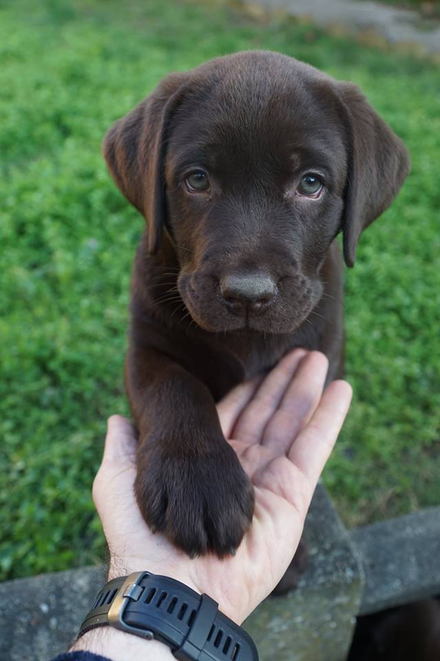 Million Dollar Baby du Grand Trianon. Labrador femelle chocolat