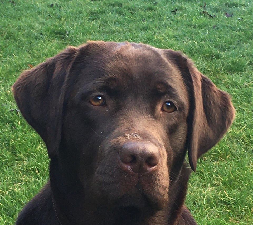 Labradors du Grand Trianon - Elevage LOF chocolat/noir -Nord