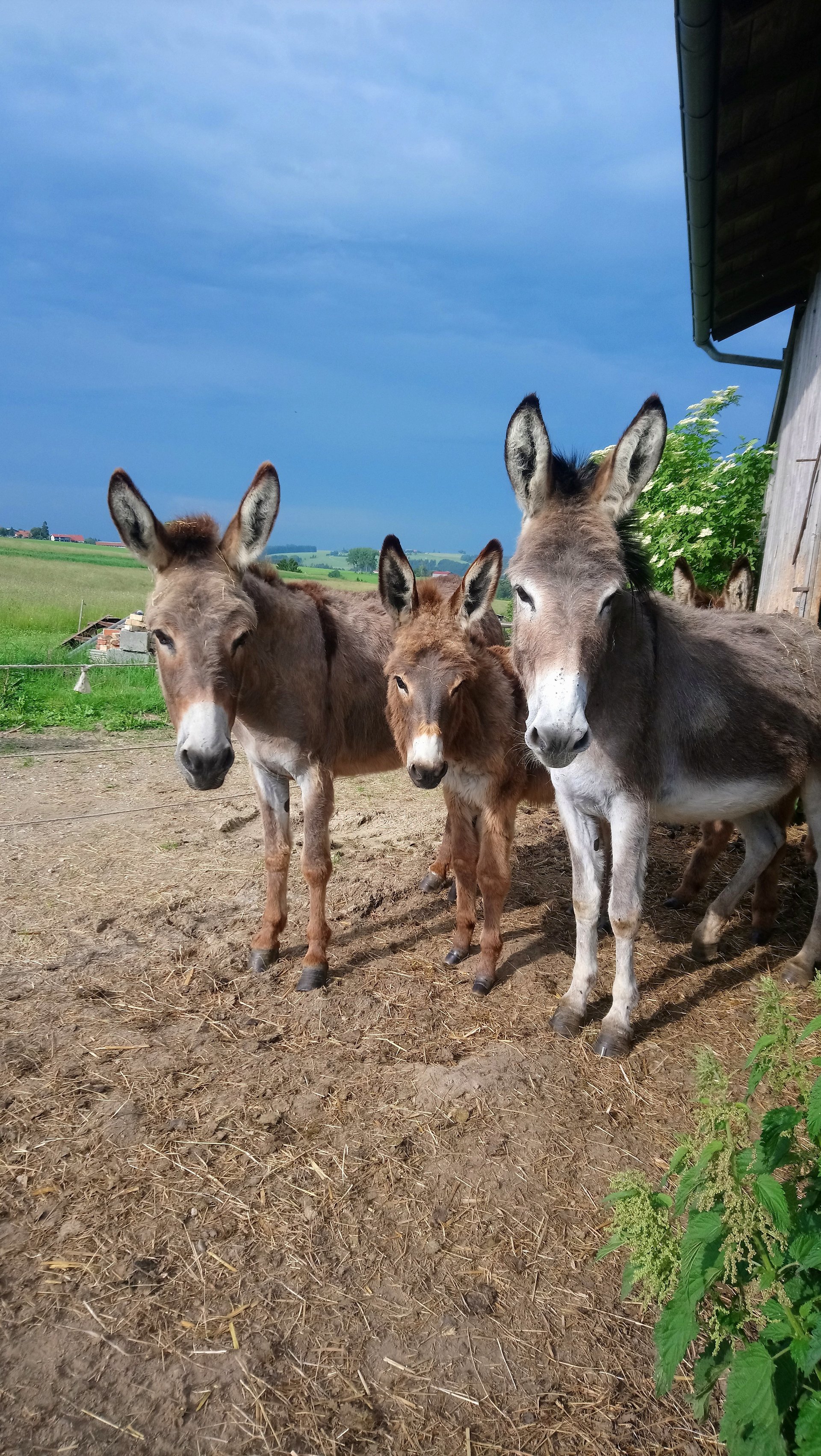 Eselhof Allinger - Esel und Alpakas erleben!